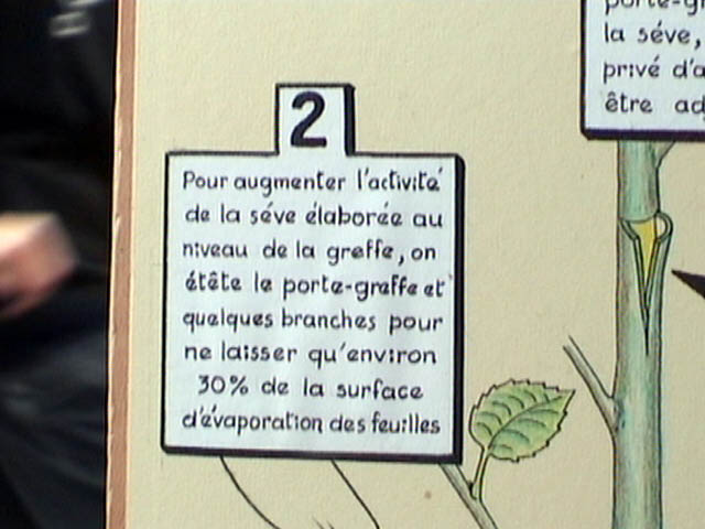 LESCRETS FRUITS ET POMOLOGIE LA GREFFE PAR JEAN-FELIX BOUHANS