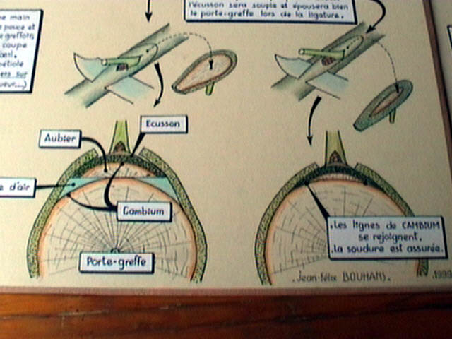 LESCRETS FRUITS ET POMOLOGIE LA GREFFE PAR JEAN-FELIX BOUHANS