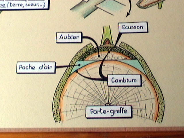 LESCRETS FRUITS ET POMOLOGIE LA GREFFE PAR JEAN-FELIX BOUHANS