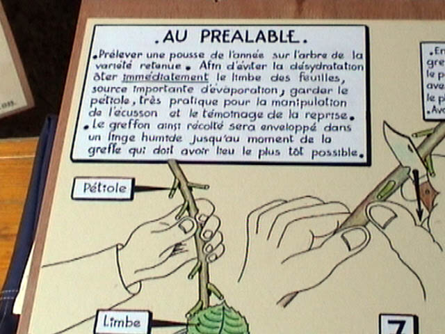 LESCRETS FRUITS ET POMOLOGIE LA GREFFE PAR JEAN-FELIX BOUHANS