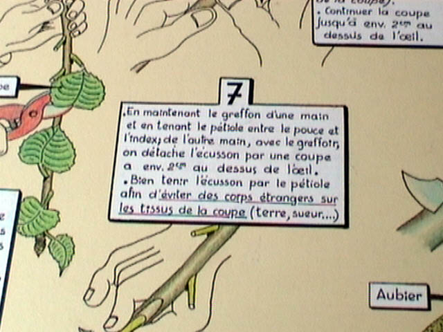 LESCRETS FRUITS ET POMOLOGIE LA GREFFE PAR JEAN-FELIX BOUHANS